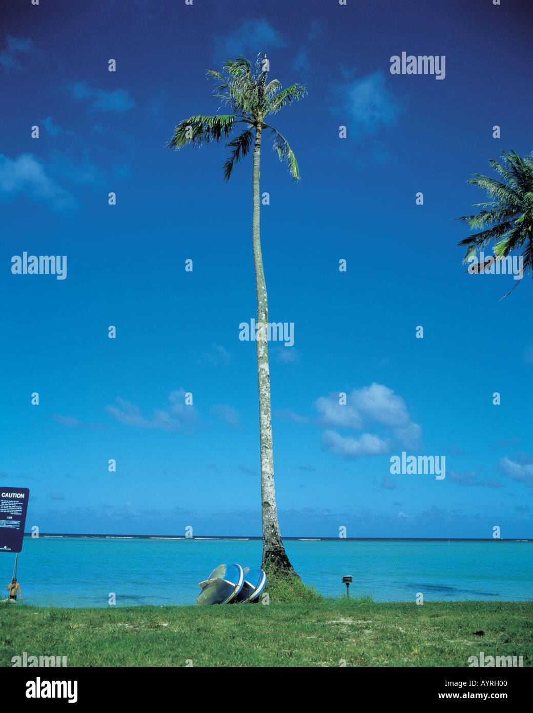 Palm Tree near Ocean Stock Photo - Alamy