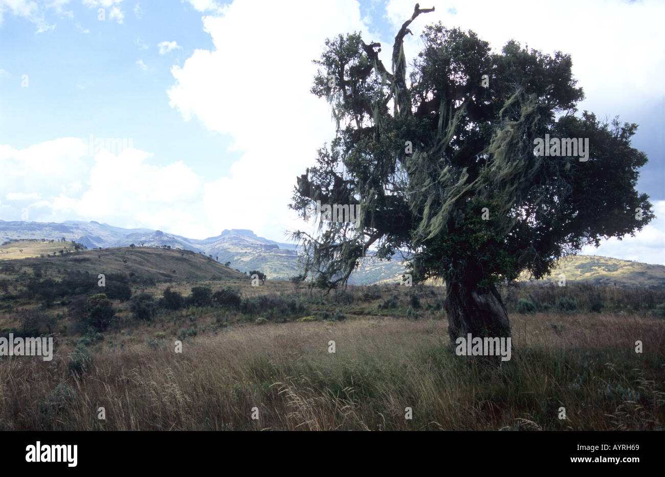 Mount Elgon landscape with Hargenia tree, Kenya East Africa Stock Photo ...