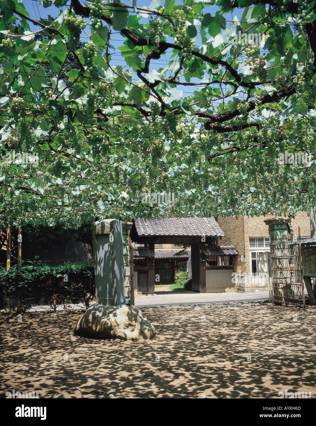 Grape Farm with Building Stock Photo - Alamy