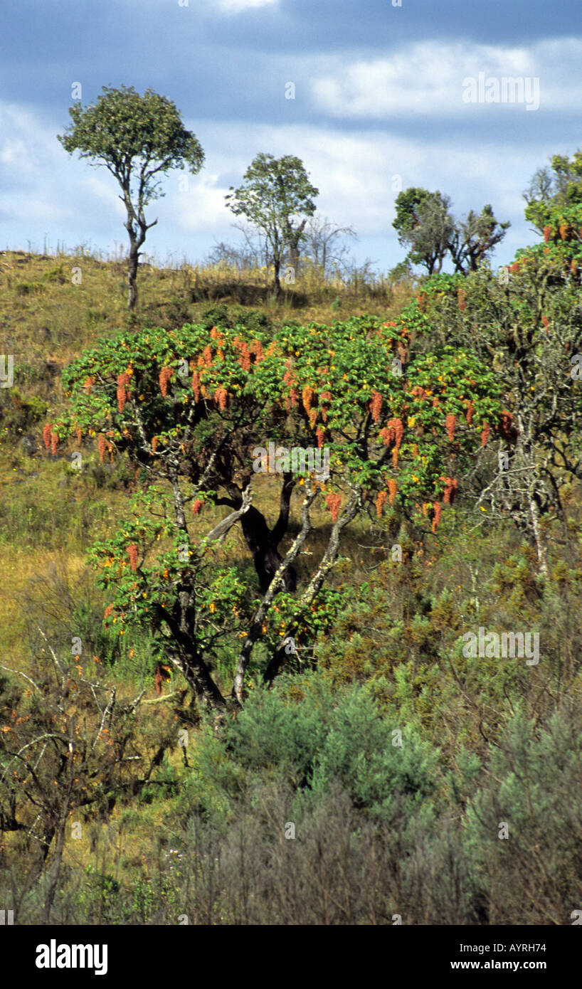 Wait-a-while thorns growing on tree near Mount Elgon, Kenya, East ...