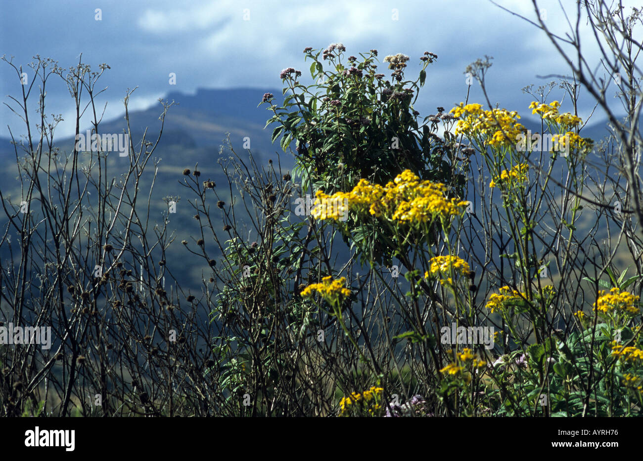 Afro-alpine flowers, Mount Elgon, Kenya East Africa Stock Photo - Alamy