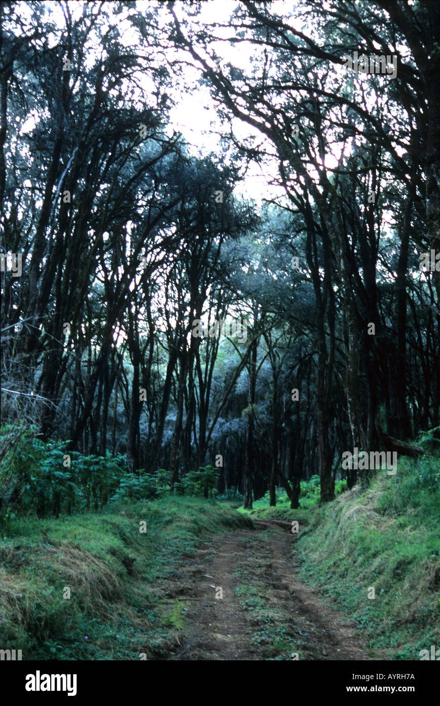Olive trees in Mount Elgon National Park, Kenya East Africa Stock Photo ...