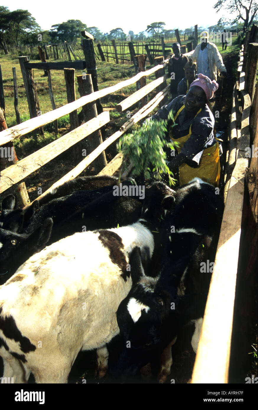 Cattle dip africa hi-res stock photography and images - Alamy