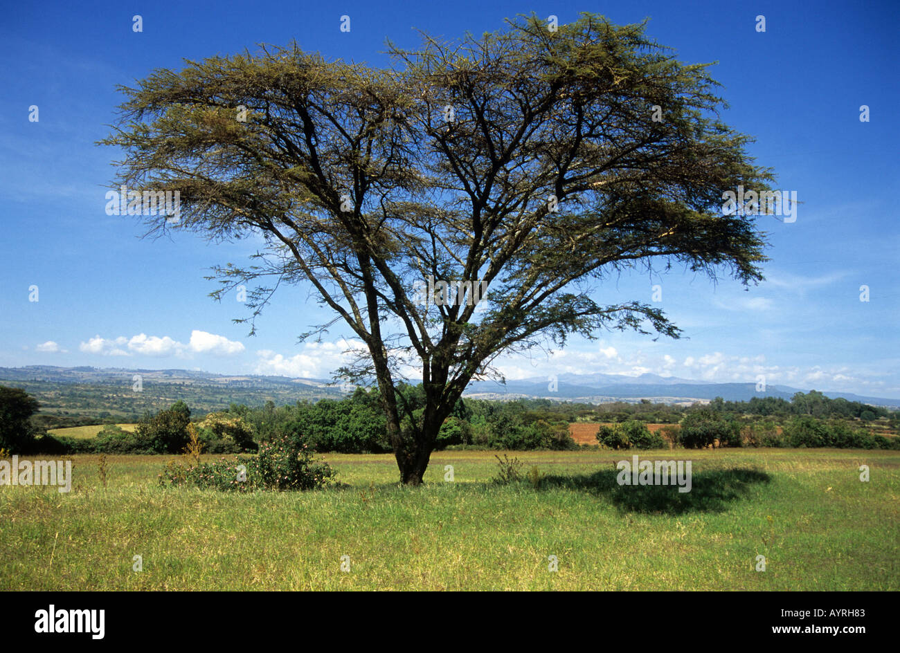 Acacia tree, western Kenya, East Africa travel tourism Stock Photo - Alamy