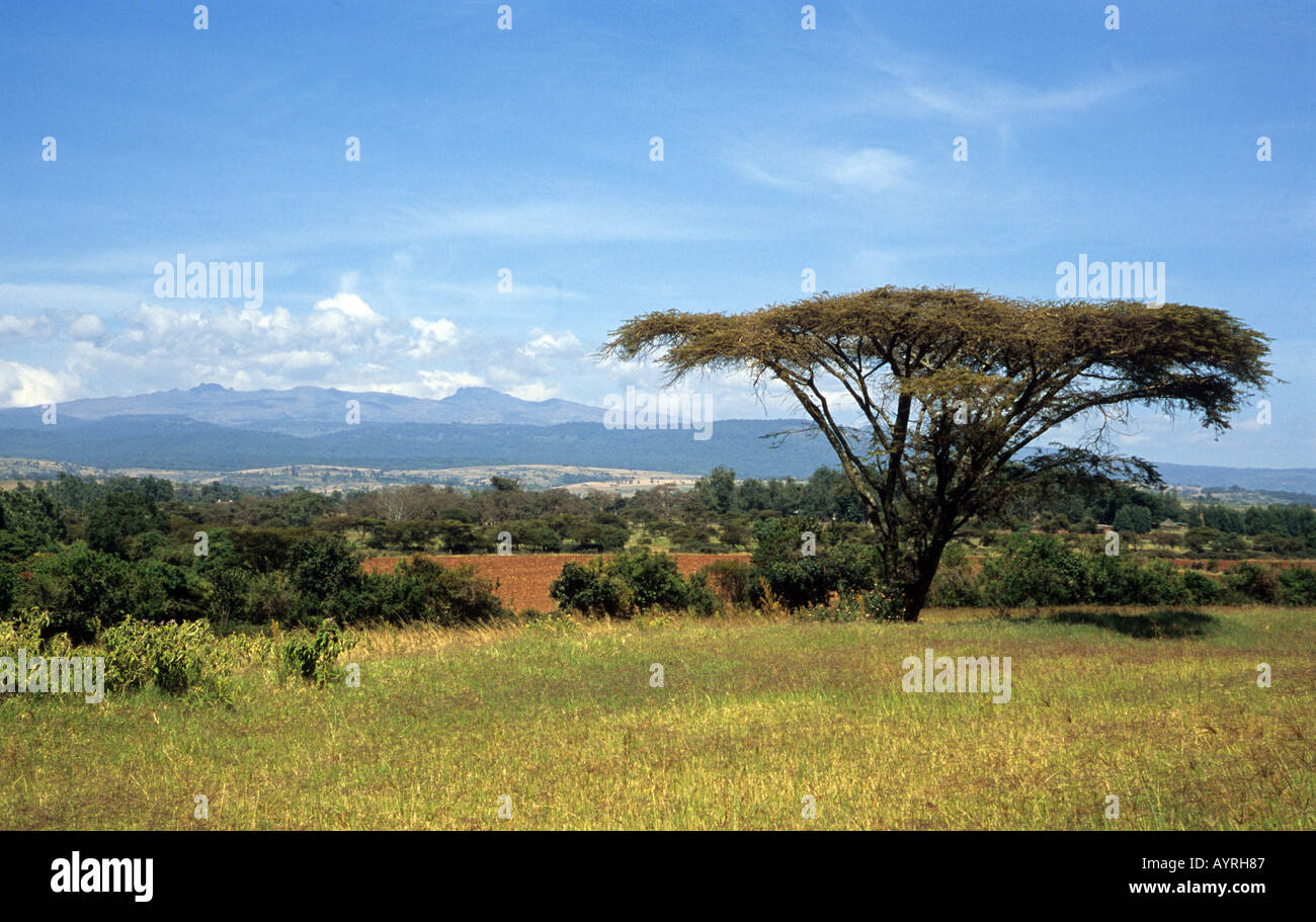Mount Elgon and acacia tree and farmland, western Kenya, East Africa ...