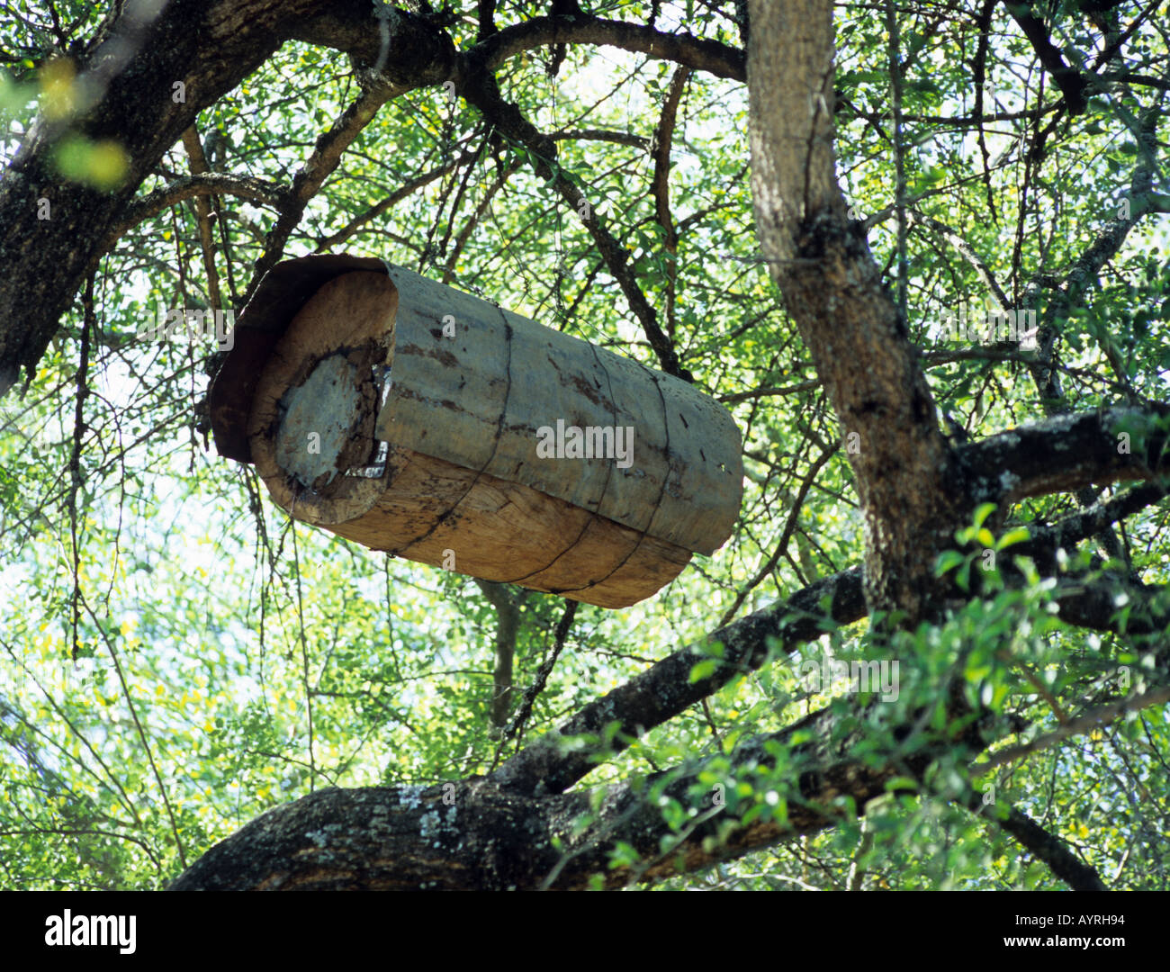 Beehive, West Pokot district, Kenya East Africa Stock Photo - Alamy Beehive, West Pokot district, Kenya East Africa Stock Photo - Alamy