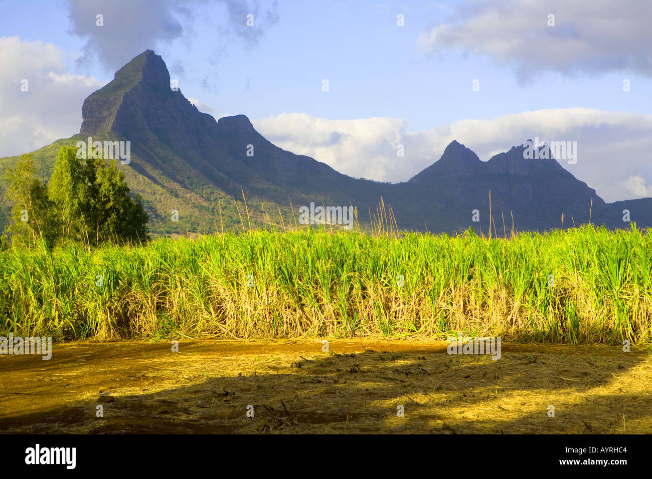 Typical scenery sugarcane mountain hi-res stock photography and images ...