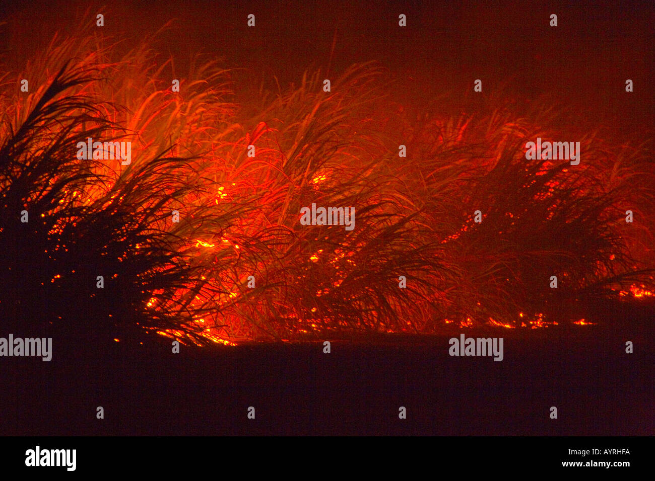 Night-time Burning off the lower-parts of the sugar cane Stock Photo ...