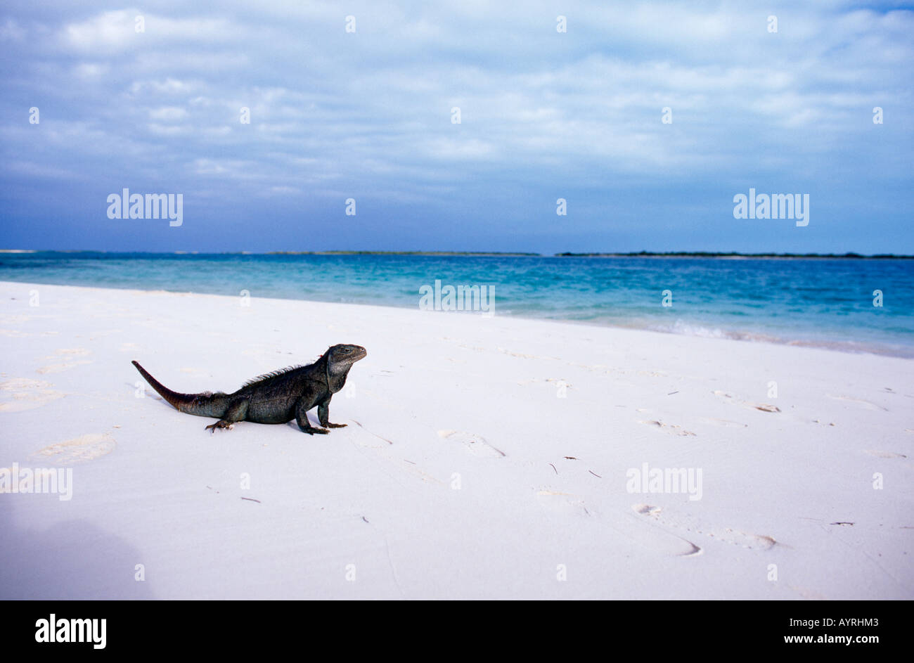 Rock iguana on Little Water Cay, Turks & Caicos Islands Stock Photo - Alamy