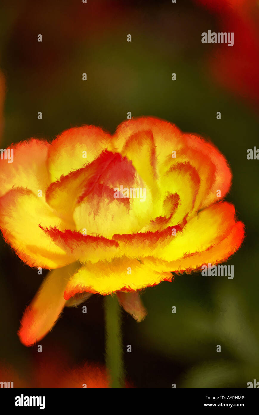 Impressionist Flower High Resolution Stock Photography and Images - Alamy