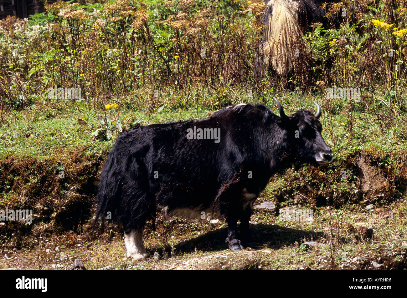 Bhutanese wildlife hi-res stock photography and images - Alamy
