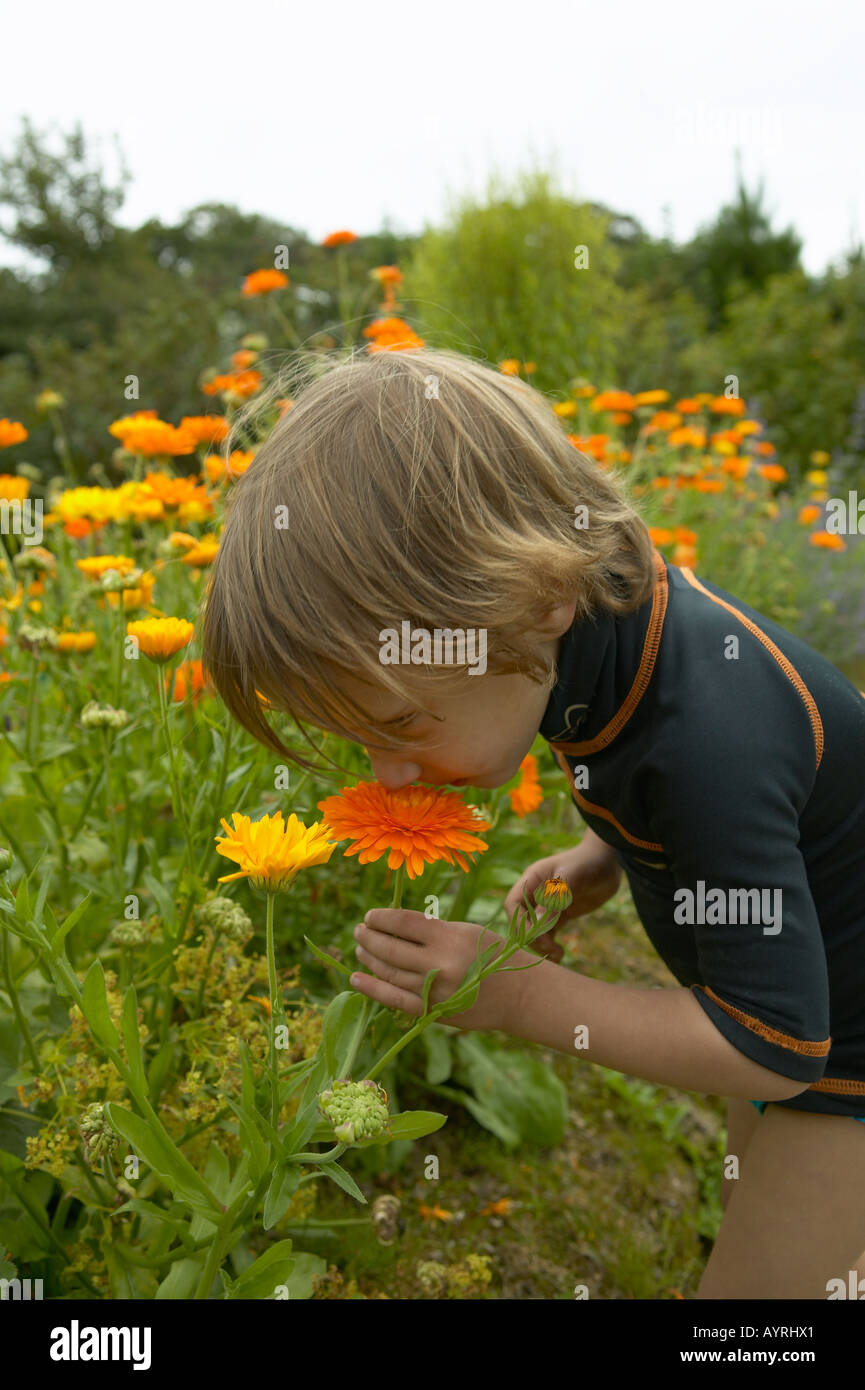 Young boy smelling flower in garden Stock Photo - Alamy