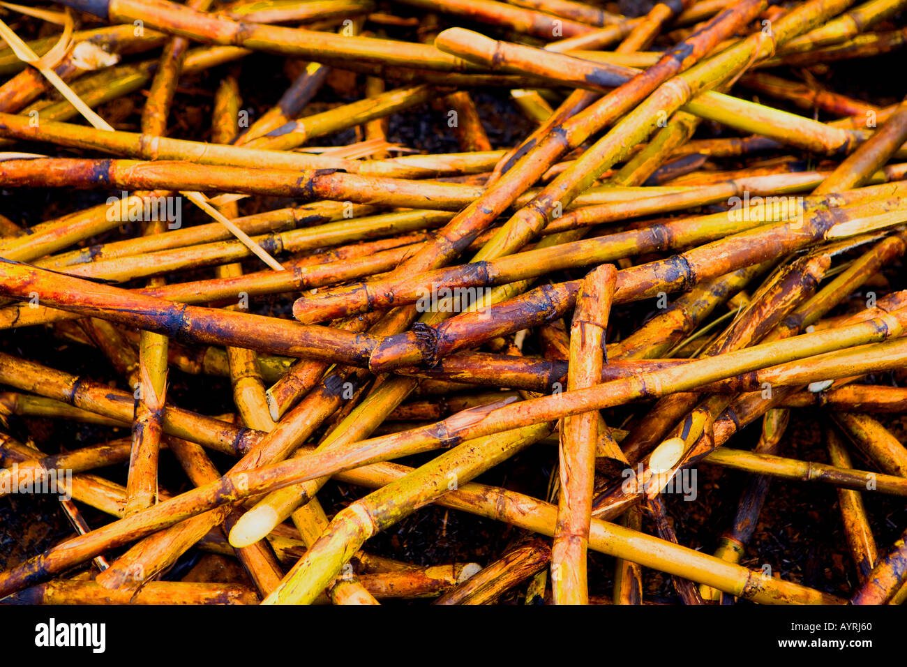 Sugar cane ready for collection and processing Stock Photo - Alamy