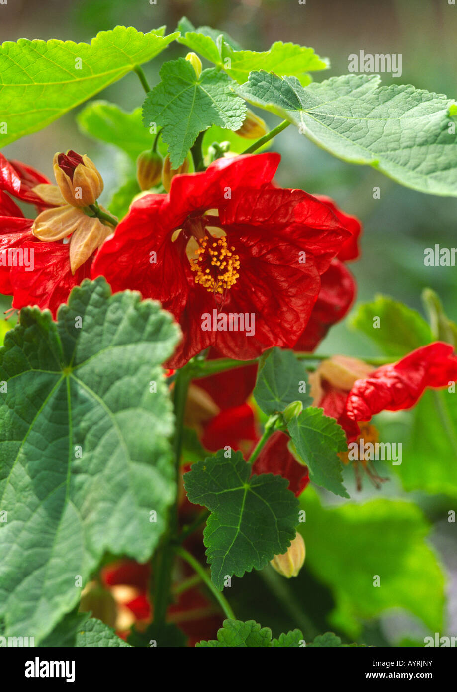 Red abutilon hi-res stock photography and images - Alamy