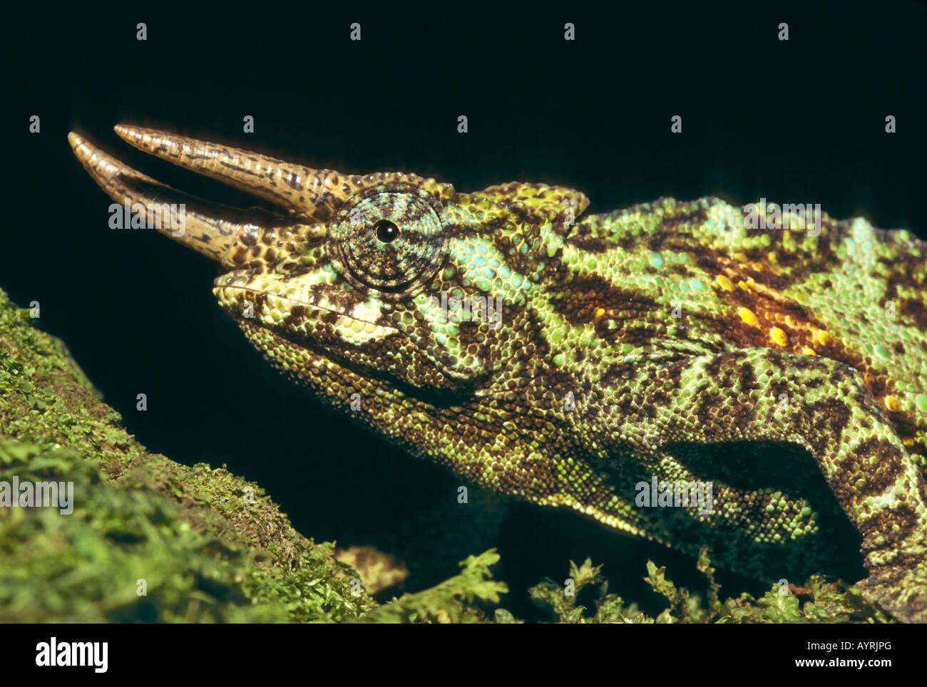 Jacksons chameleon hi-res stock photography and images - Alamy