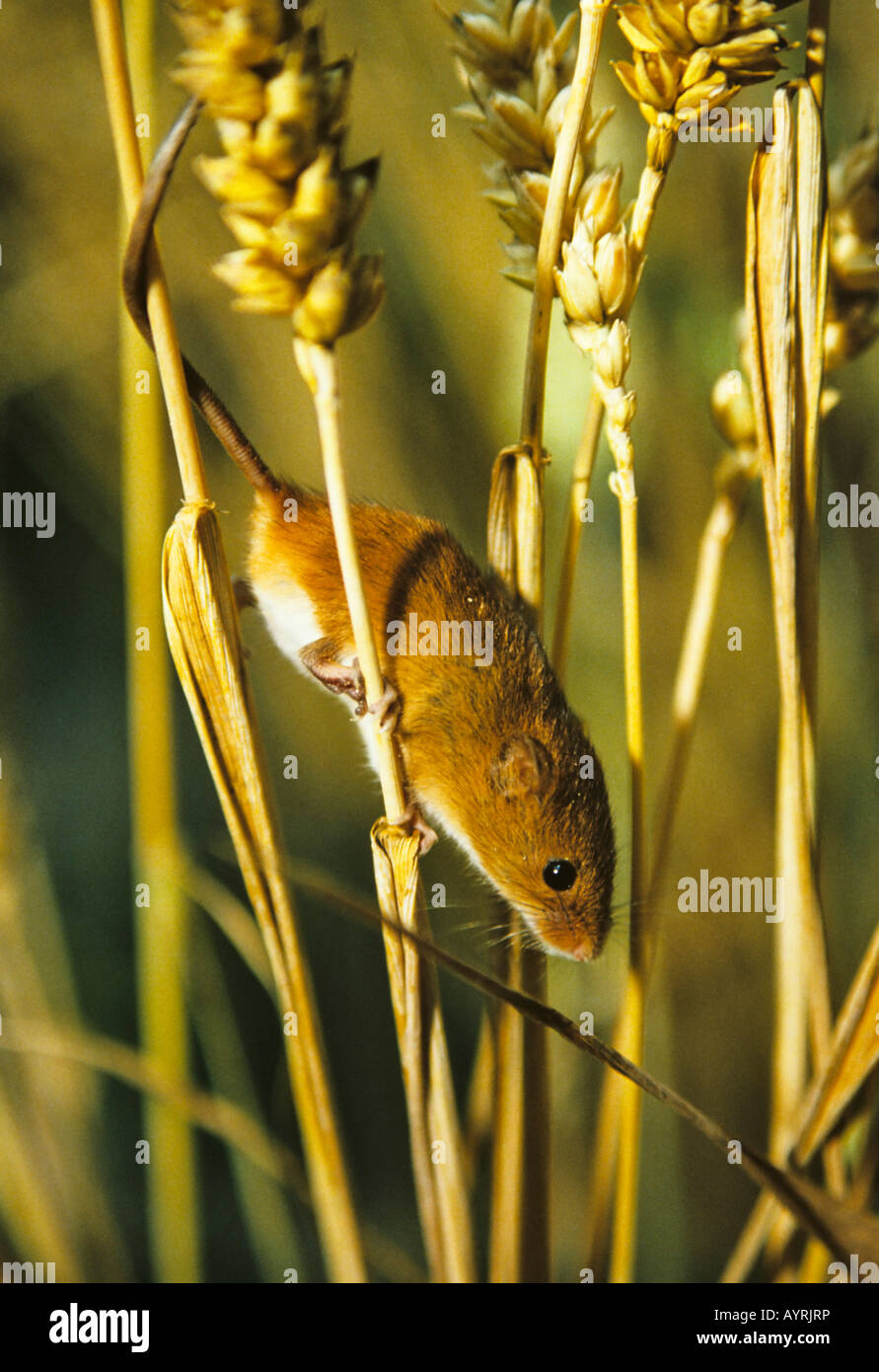 Harvest Mouse (Micromys minutus), Germany Stock Photo - Alamy