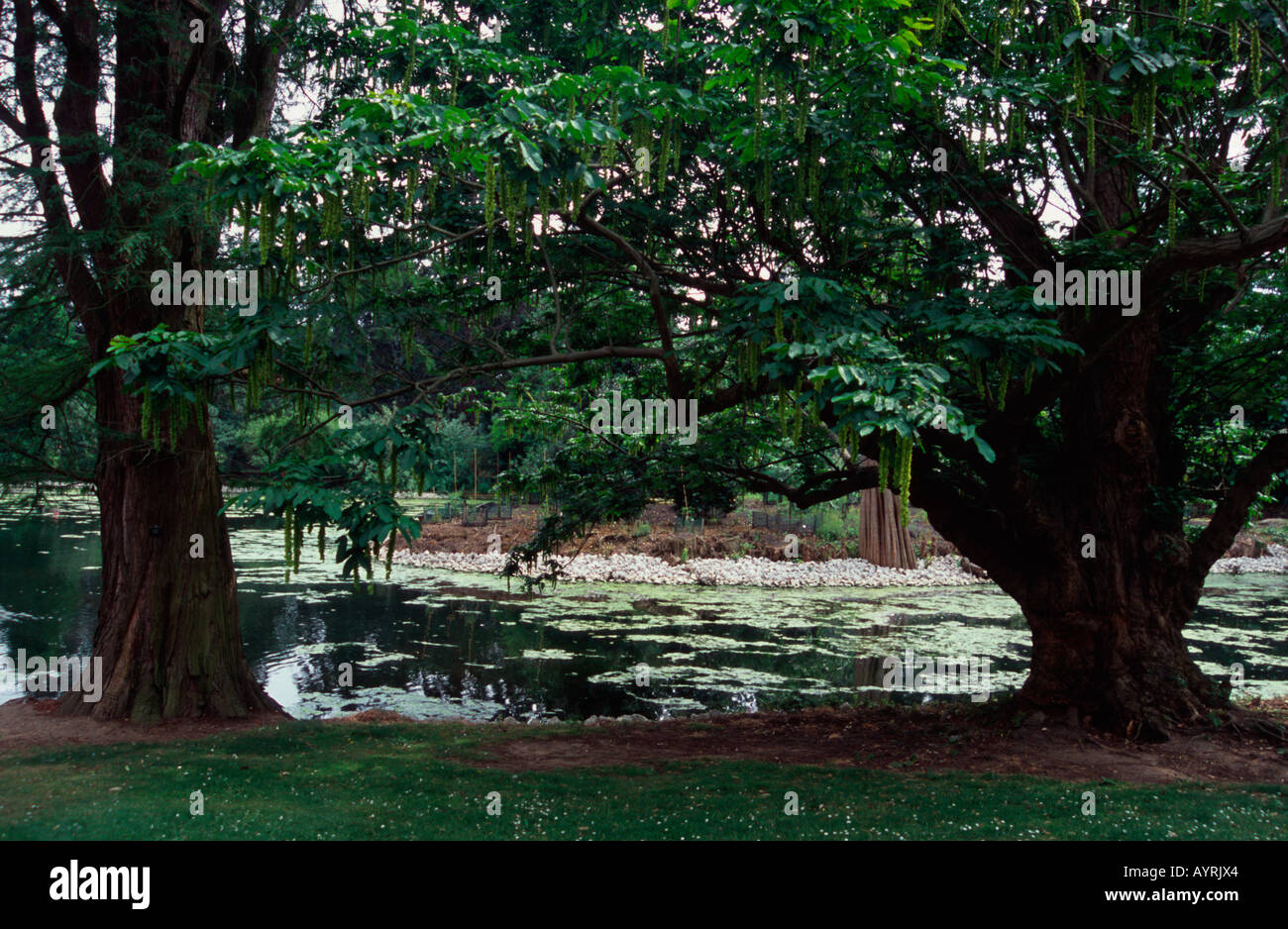 Caucasian Wing Nut Trees, Pterocarya Fraxinifolia native to the ...