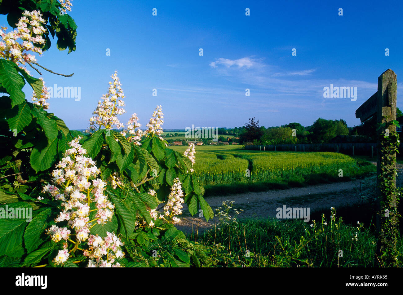 TREE HAMPSHIRE ENGLAND Stock Photo - Alamy
