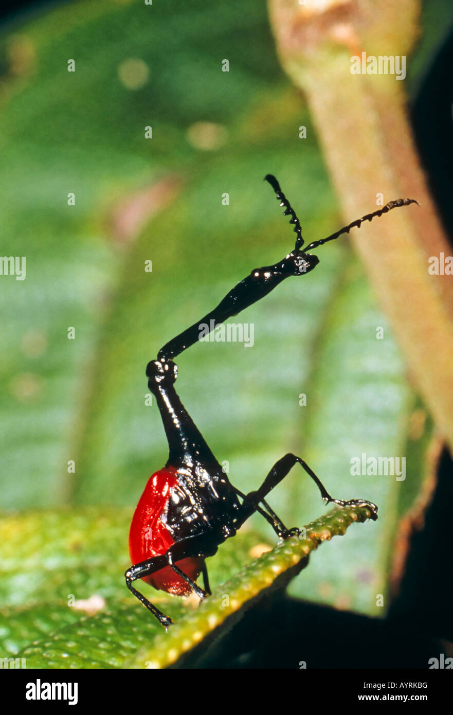 Male Giraffe Weevil (Trachelophorus giraffa), Ranomafana, Madagascar ...