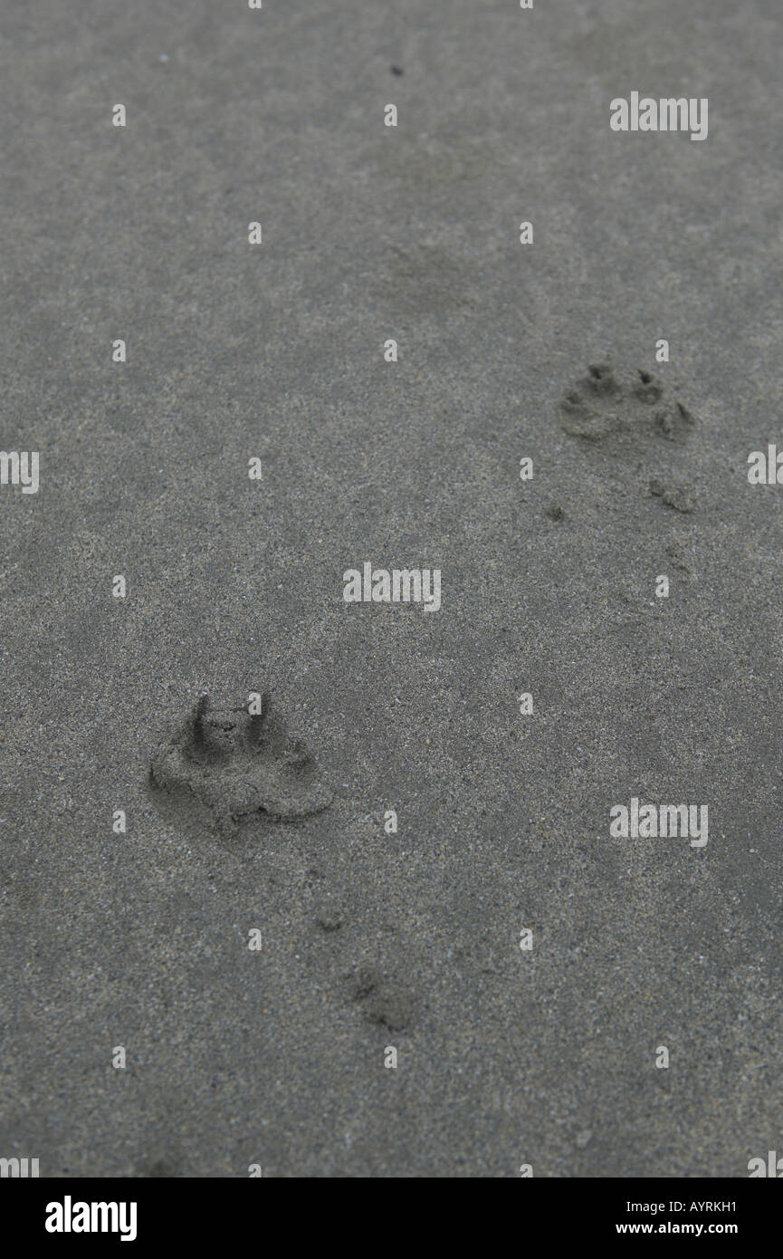 Footprint dog hi-res stock photography and images - Alamy