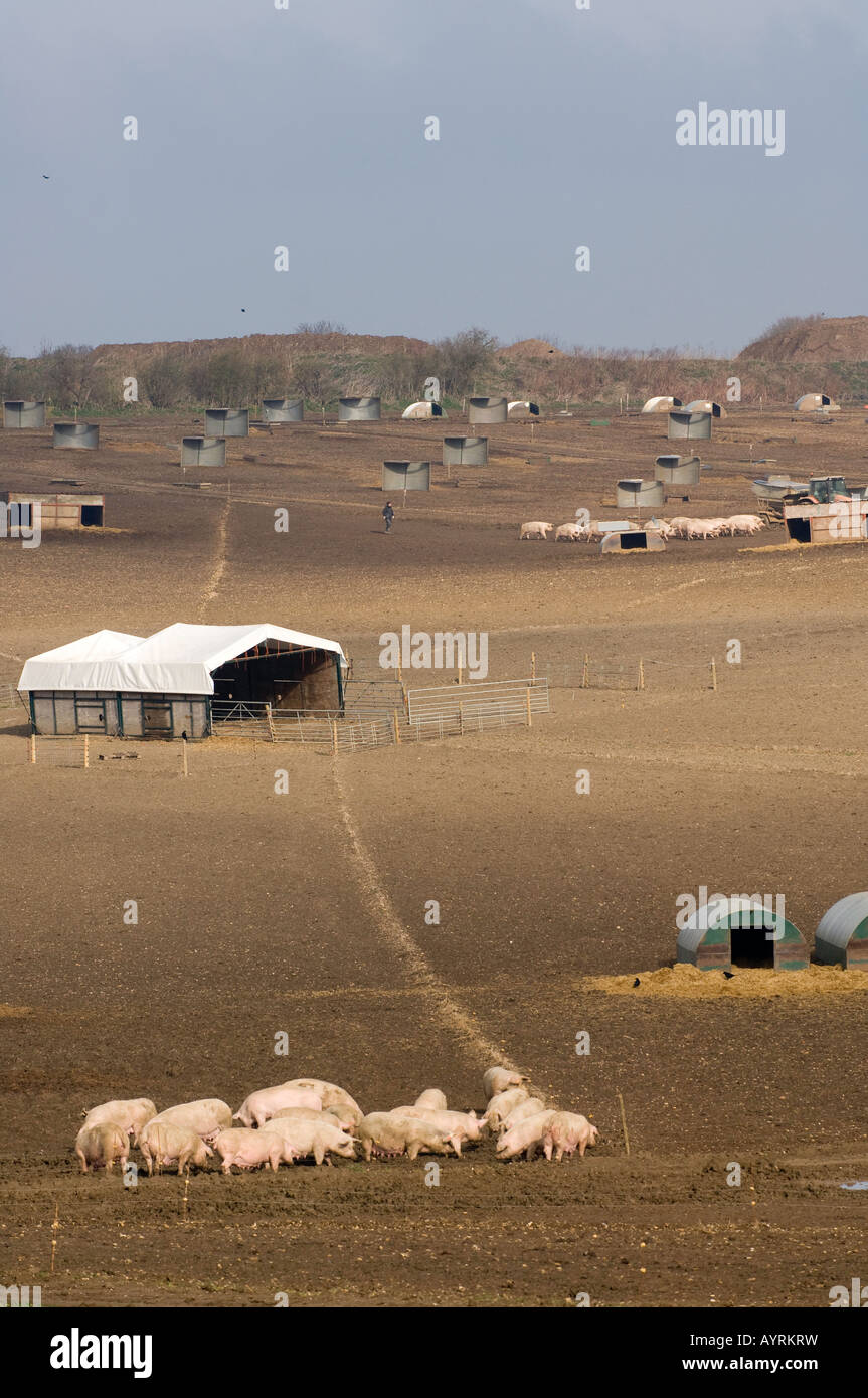Free range Pig unit with housing for sows and paddocks made from ...