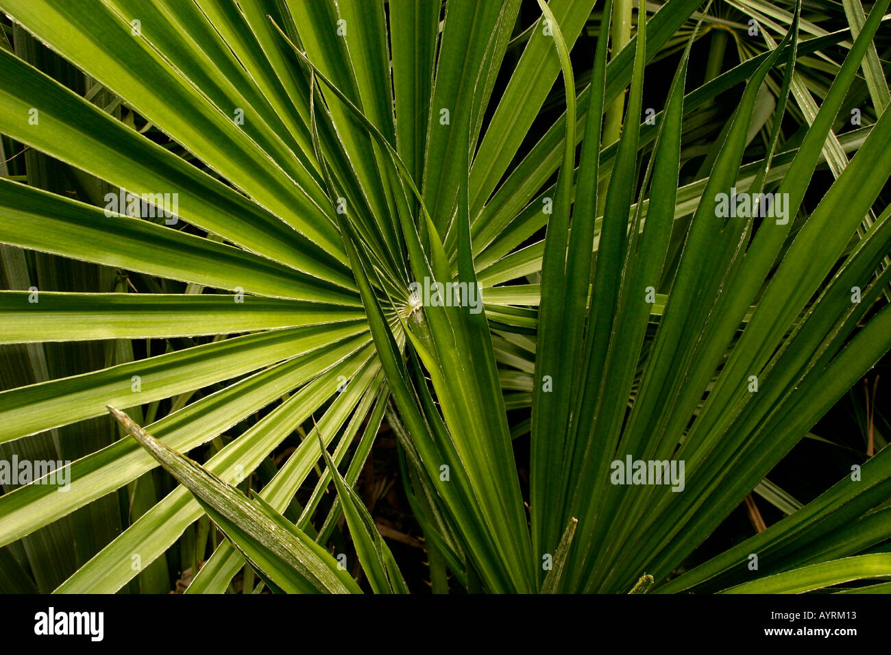 Spiky plant hi-res stock photography and images - Alamy