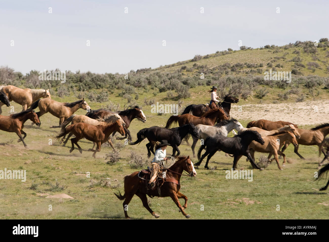 Working cowgirls hi-res stock photography and images - Alamy