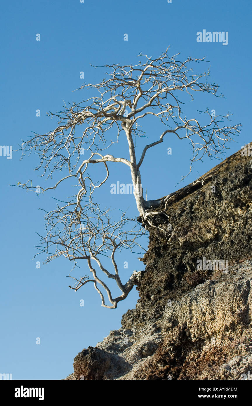 Palo Santo Bursera graveolens trees growing on consolidated volcanic ...