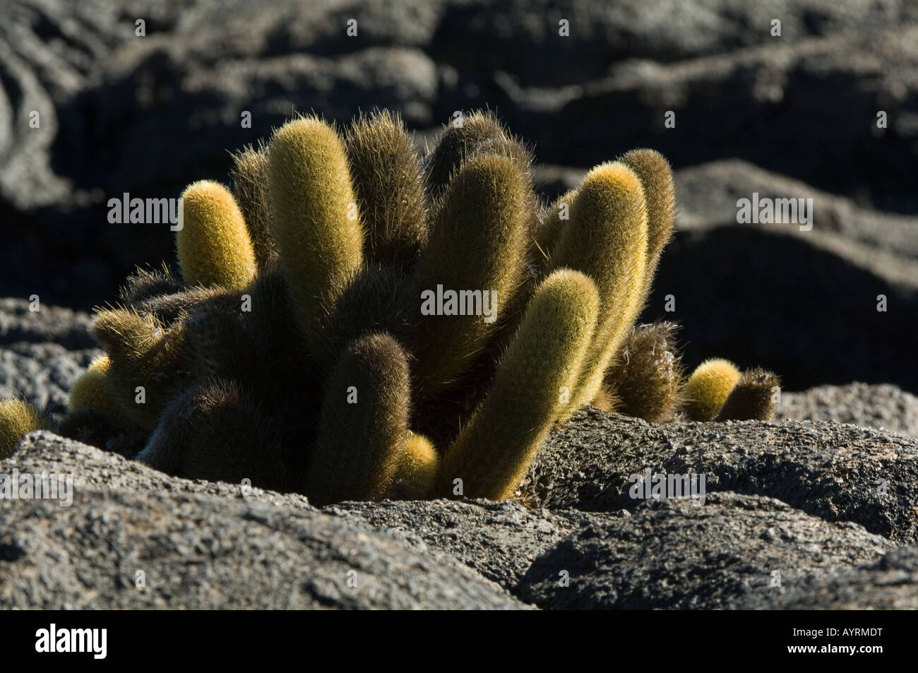 Lava Cactus (Brachycereus nesioticus) grows on barren lava field Punta ...