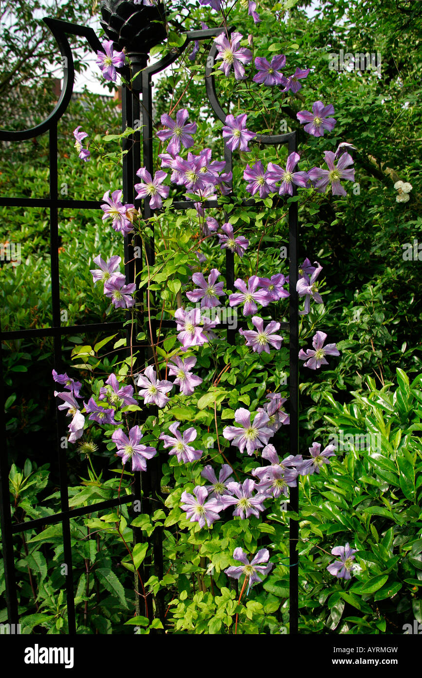 Flowering violet Clematis (Clematis cultivar), climbing plant Stock ...