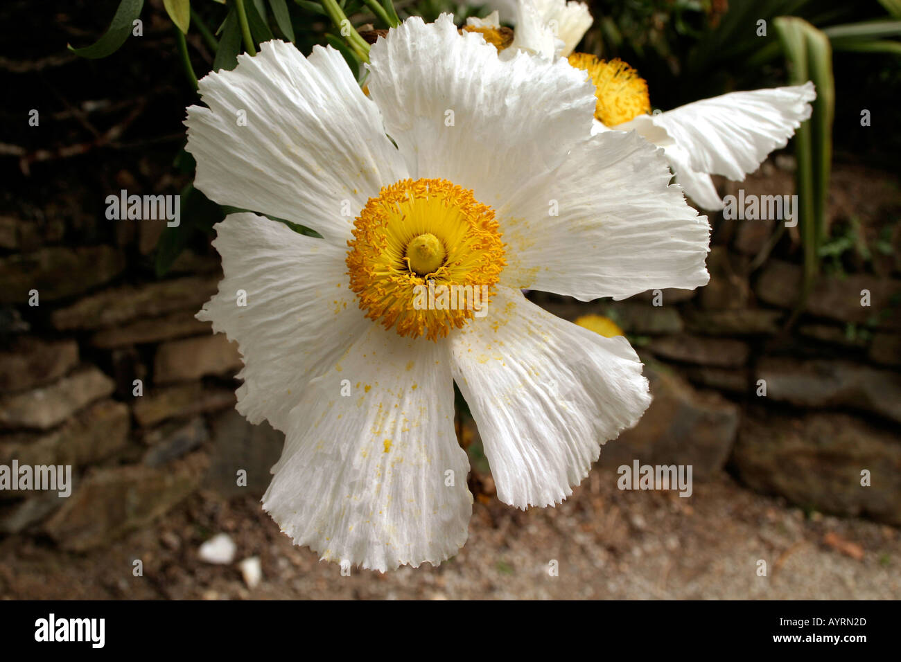 Cornwall garden society hi-res stock photography and images - Alamy