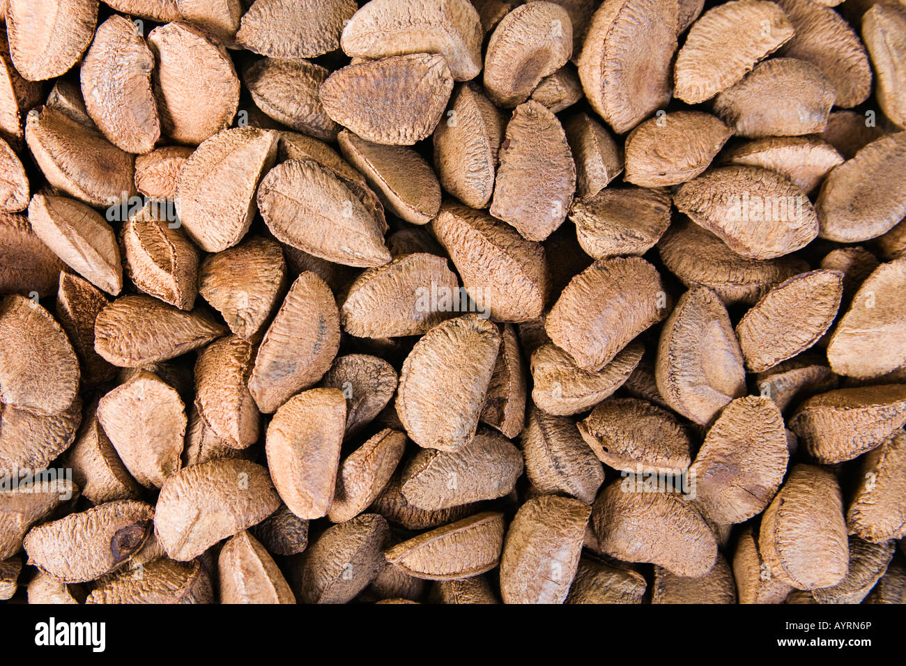 Brazil Nuts (Bertholletia excelsa Stock Photo - Alamy