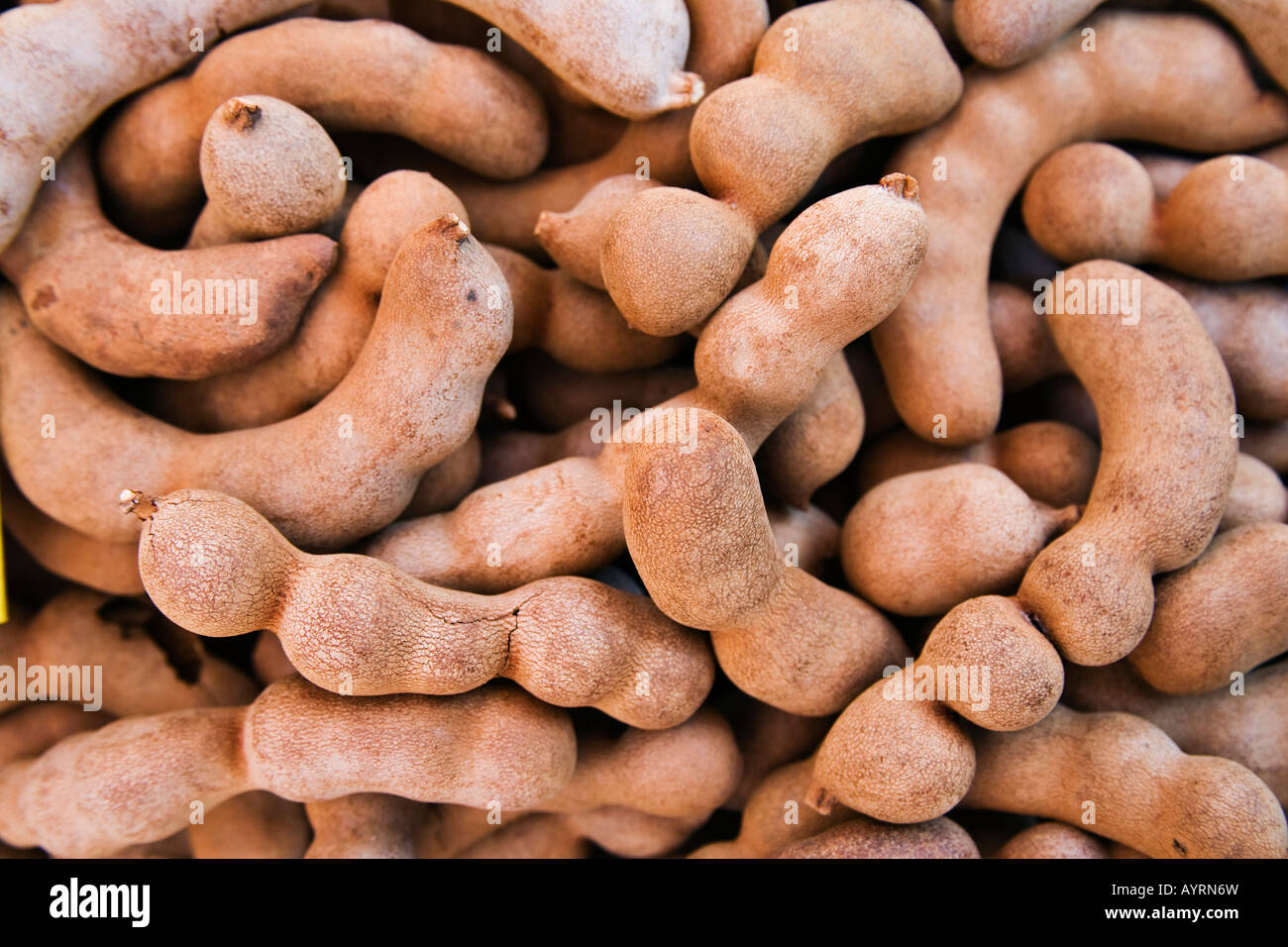 Tamarindus hi-res stock photography and images - Alamy