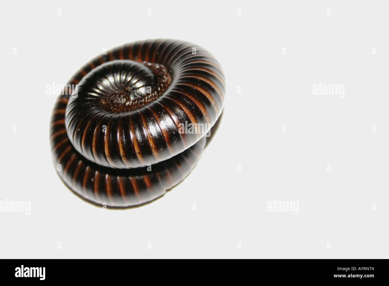 Close-up of an coiled-up, African Giant Millipede Stock Photo - Alamy