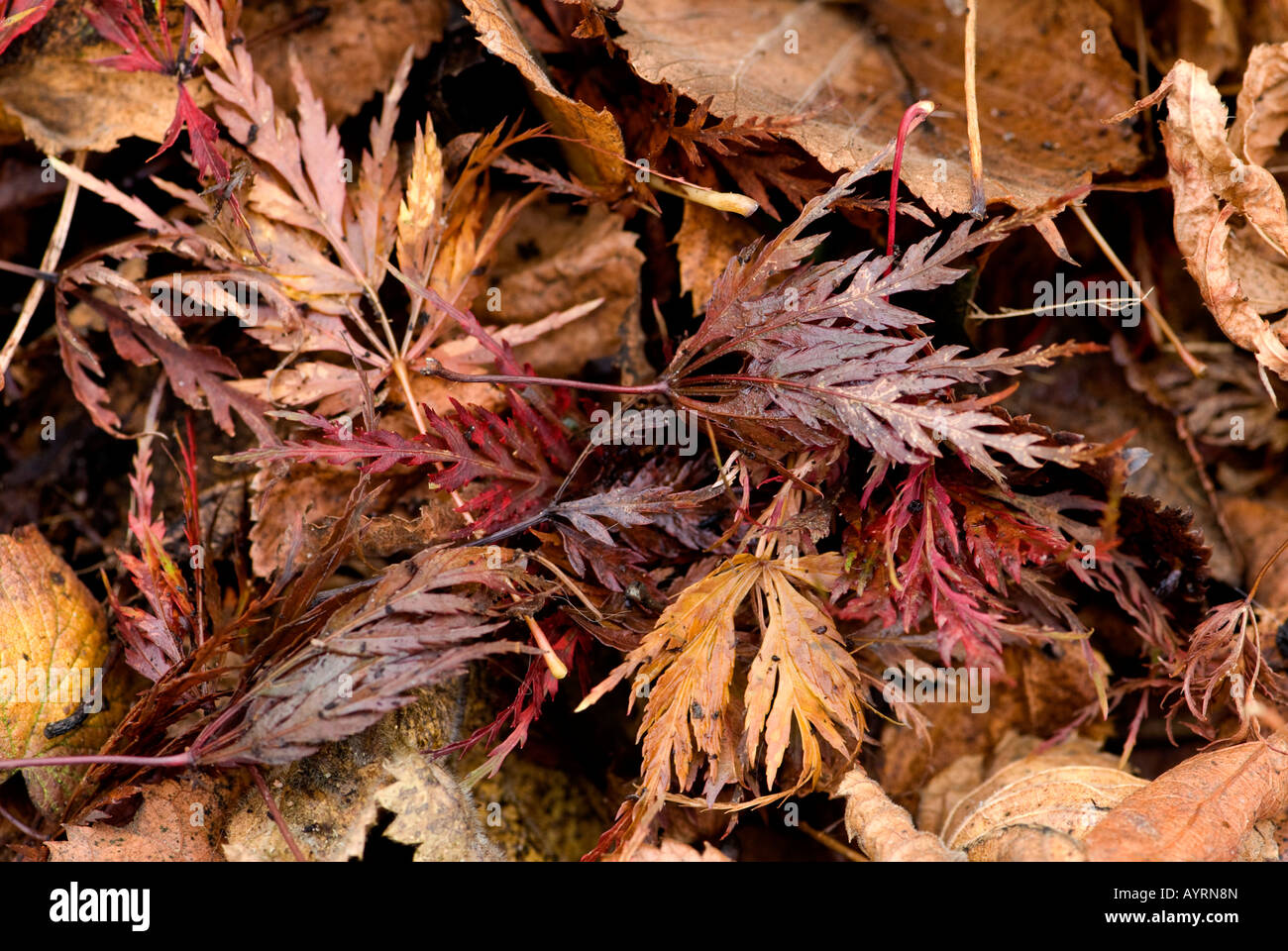 Dry and decaying leaves on a woodland floor in autumn Stock Photo - Alamy