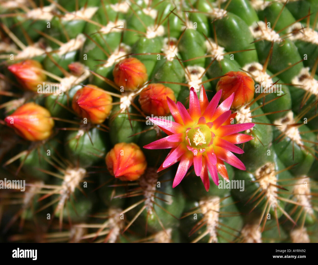 Oroya hi-res stock photography and images - Alamy