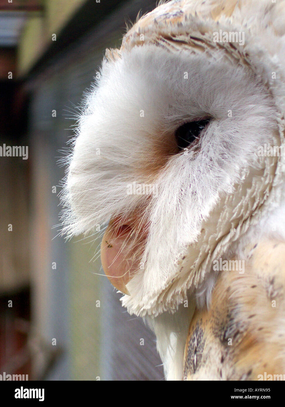 Profile of a barn owl hi-res stock photography and images - Alamy