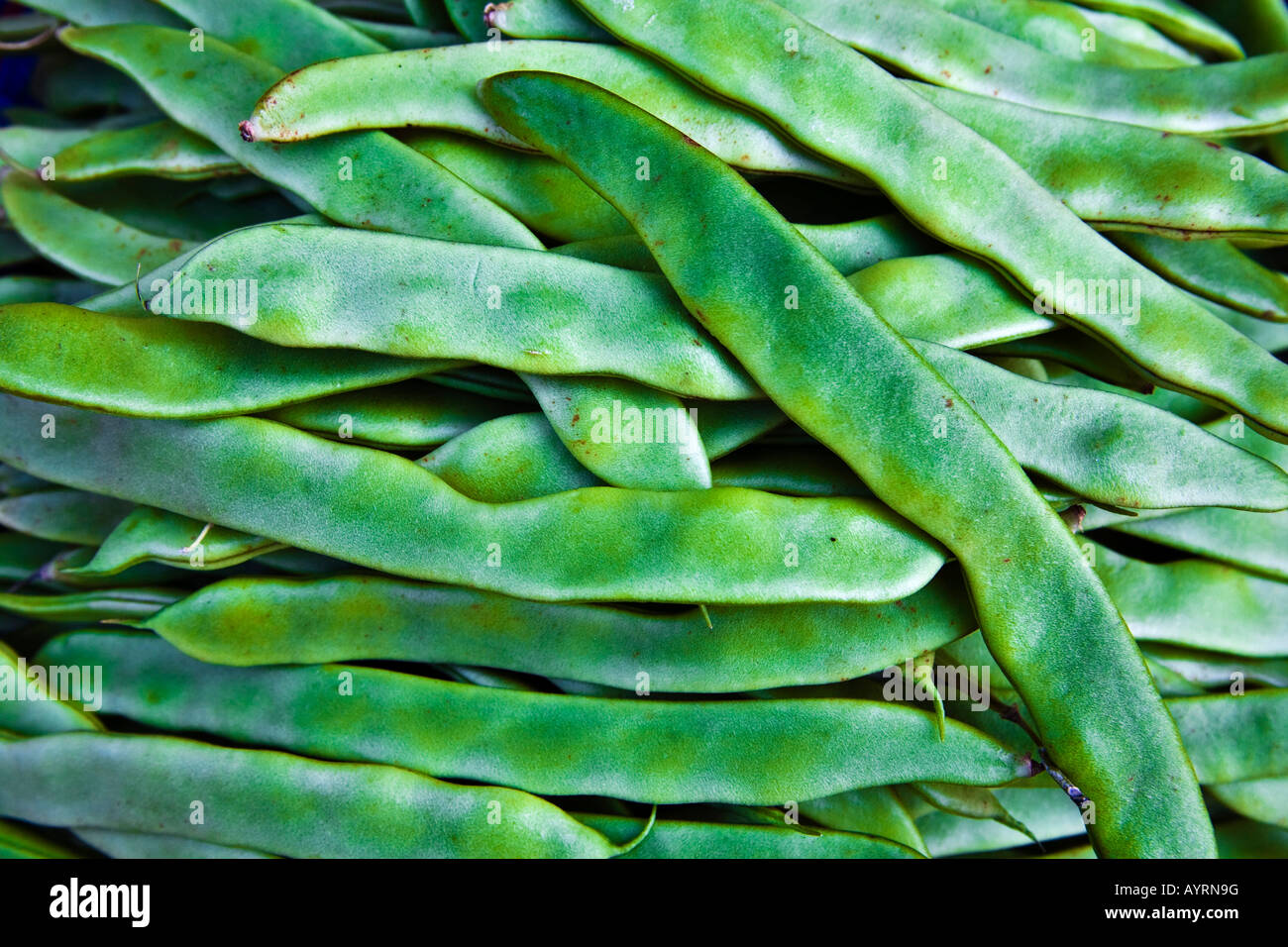 Green Beans (Phaseolus vulgaris Stock Photo - Alamy