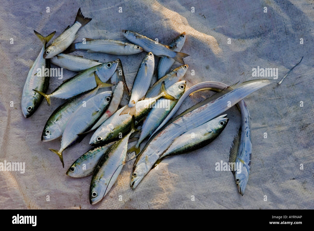 Fresh fish photos hi-res stock photography and images - Alamy