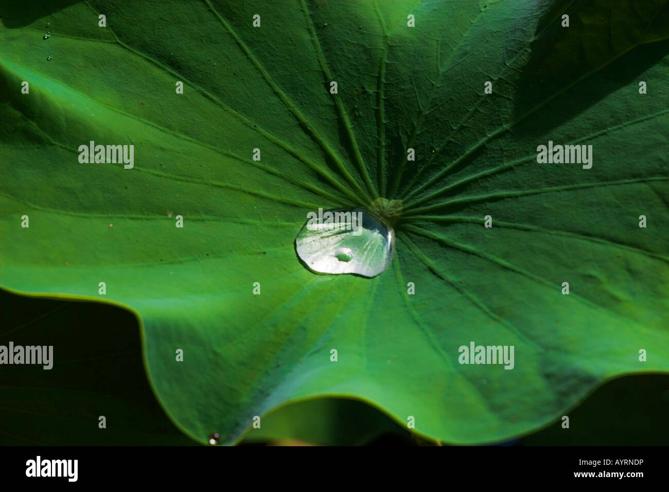 Water drop on a lotus leaf Stock Photo - Alamy