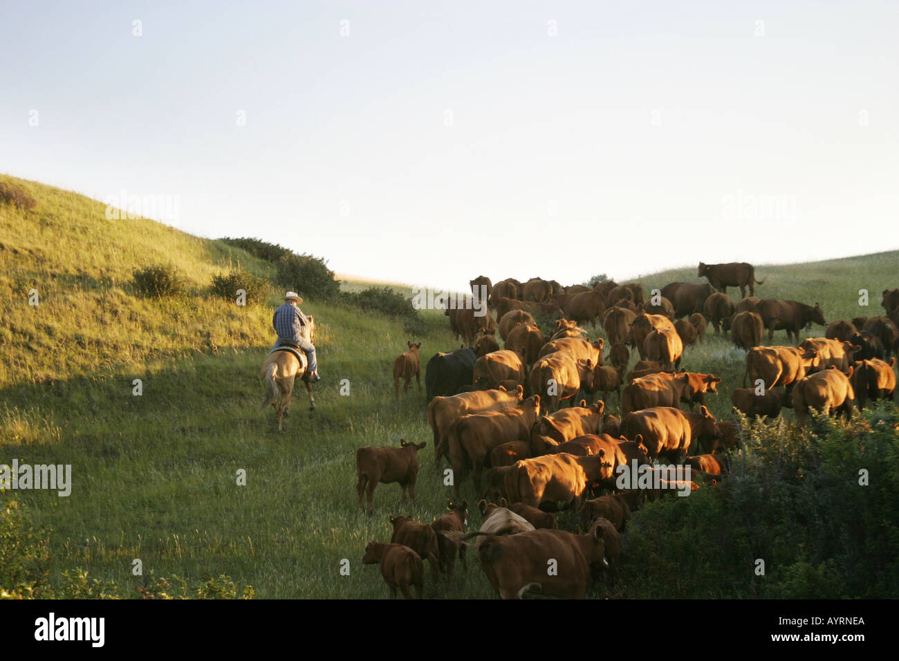 Cowboys on a cattle round up Stock Photo - Alamy