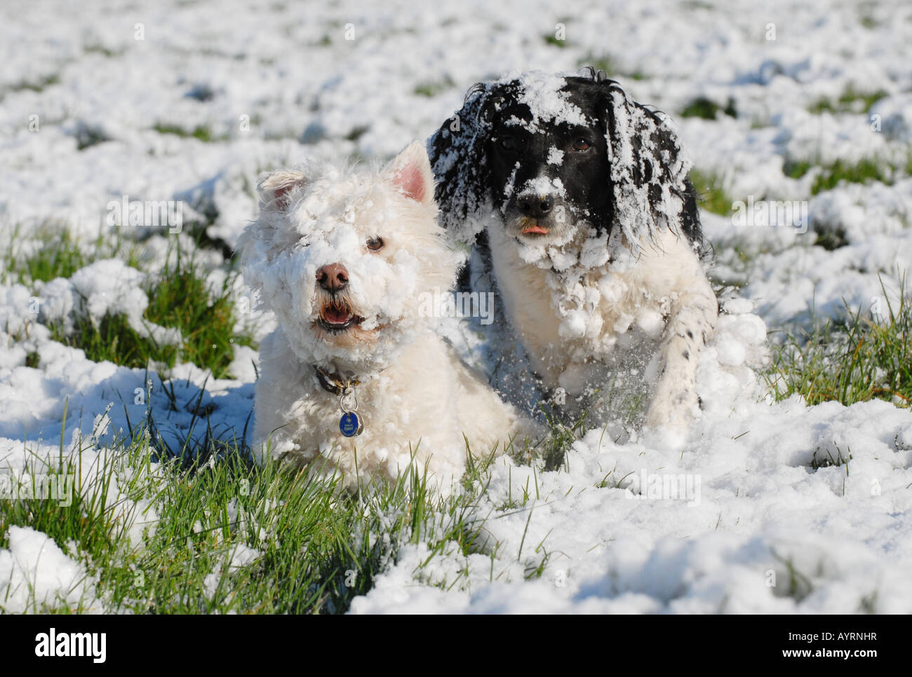 Photographer Howard Barlow - Snow covered dogs on spring/winter morning ...