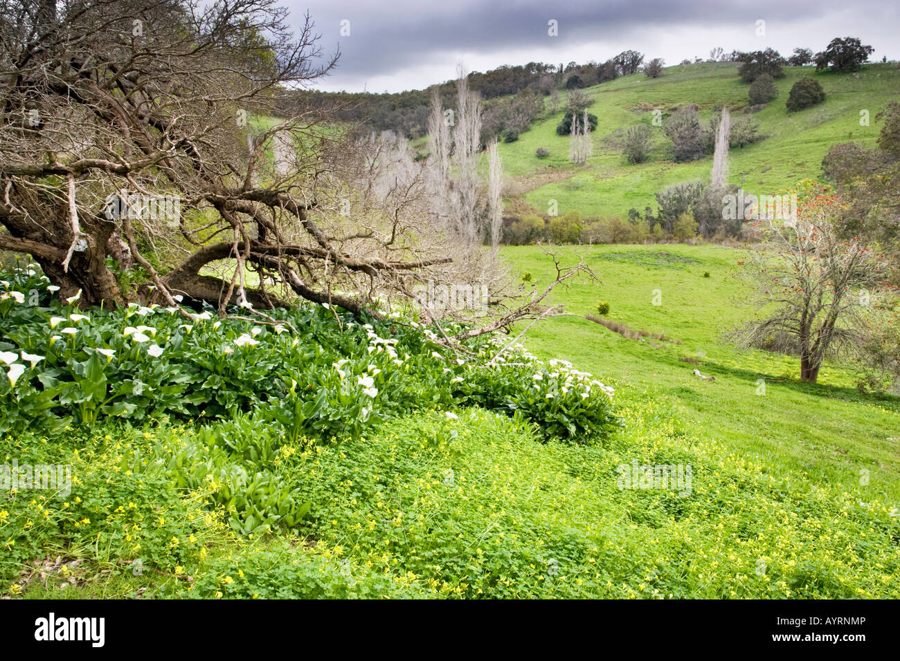 Invasive arum lilies (Zantedeschia aethiopica) growing in bushland at ...