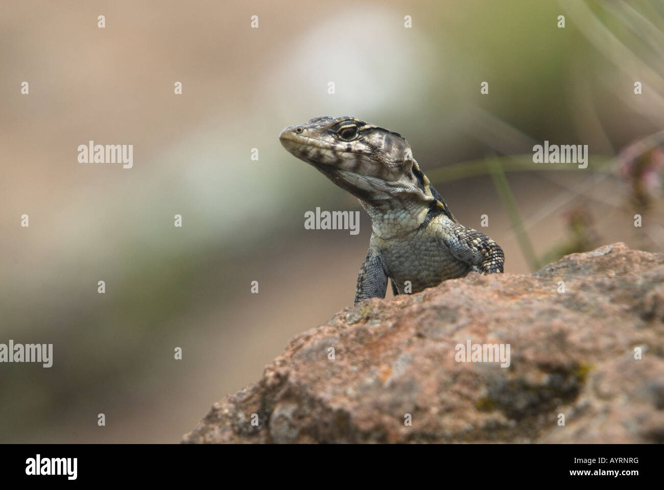 A lizard standing on a rock in the Drakensberg Stock Photo - Alamy