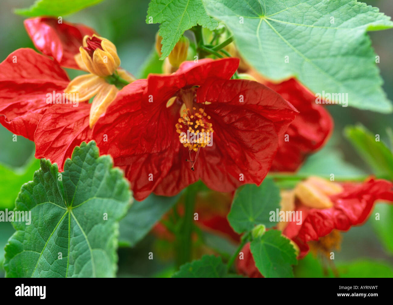 Abutilon hybridum hi-res stock photography and images - Alamy