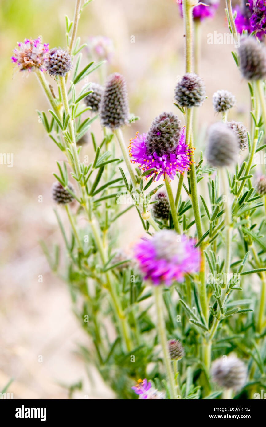 A Canada Thistle Weed growing on the prairie Cirsium arvense Stock ...
