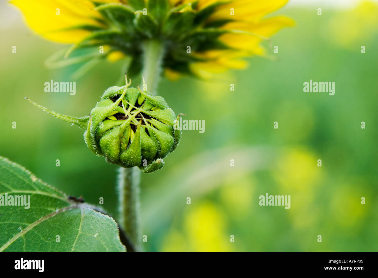 Wild Sunflower Helianthus annuus Stock Photo - Alamy
