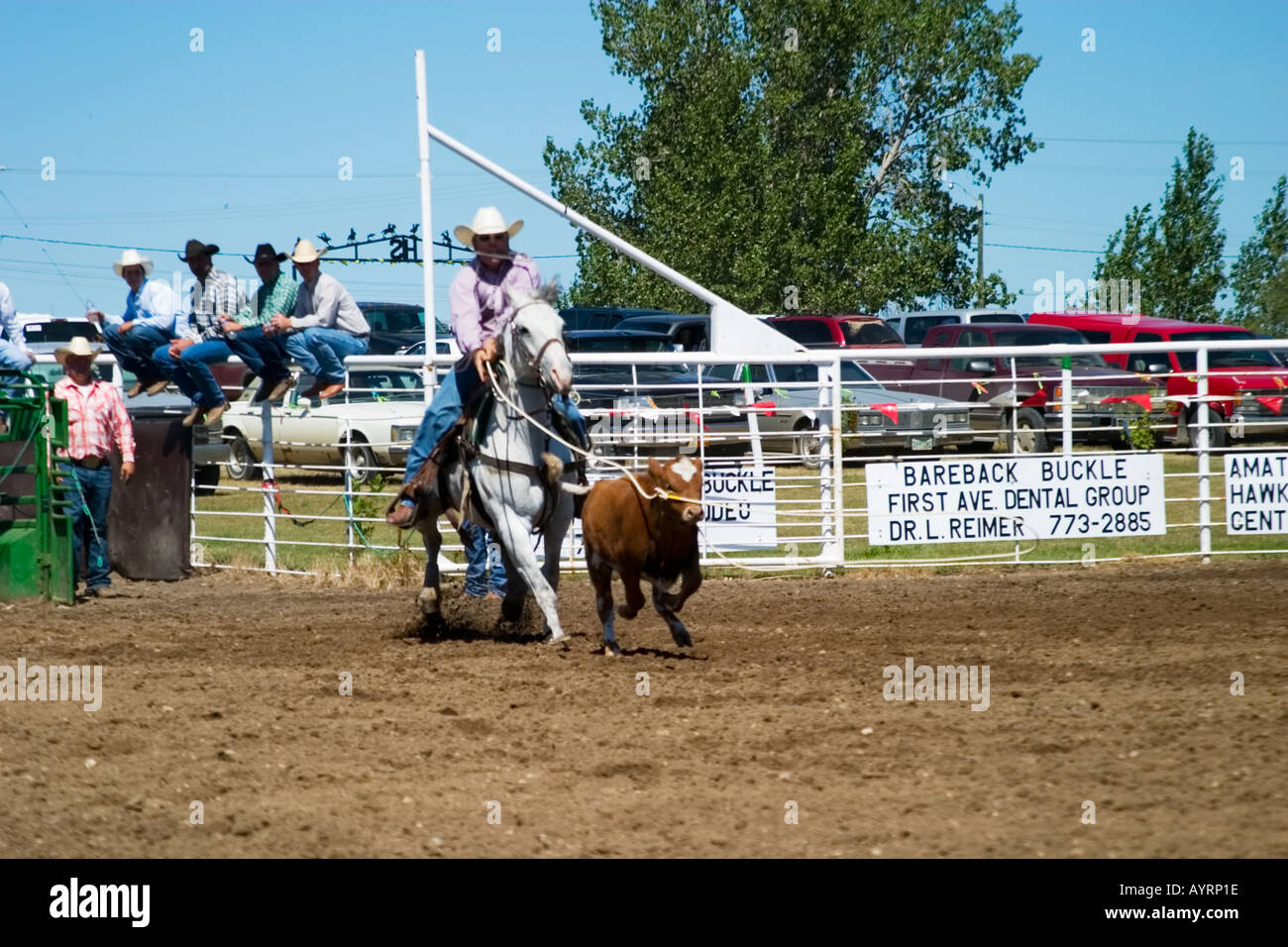 Calf Roping at the Herbert Rodeo, Saskatchewan, Canada Stock Photo - Alamy