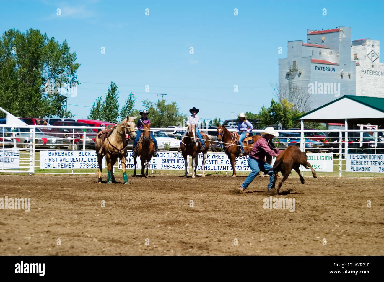 Calf Roping at the Herbert Rodeo, Saskatchewan, Canada Stock Photo - Alamy