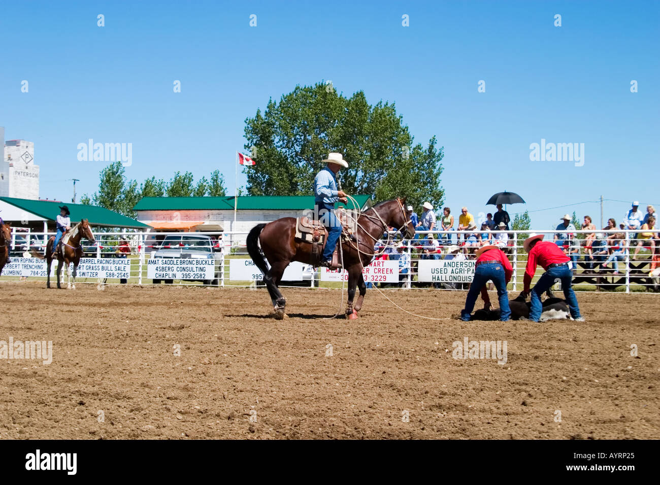 Calf Roping at the Herbert Rodeo Stock Photo - Alamy